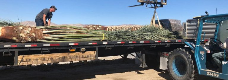 Palm Tree Moving Experts | Long Distance Tree Shipping