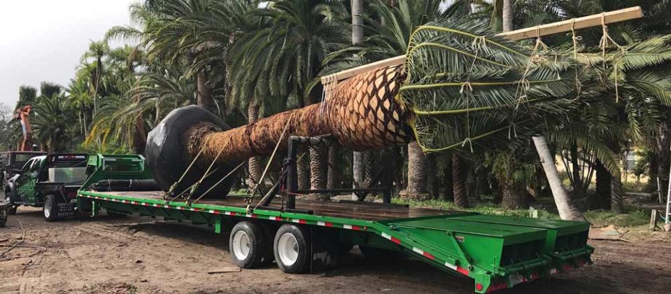 Palm Tree Moving Experts | Long Distance Tree Shipping