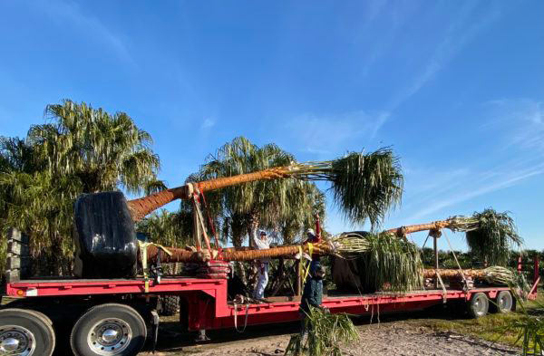 Palm Tree Moving Experts | Long Distance Tree Shipping